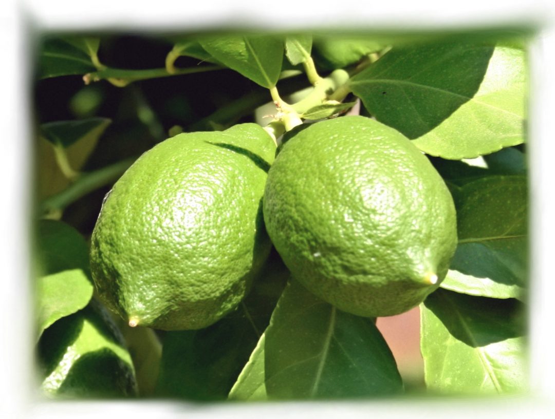 Rustic Spirits Margarita Handmade | Rustic Spirits Margarita